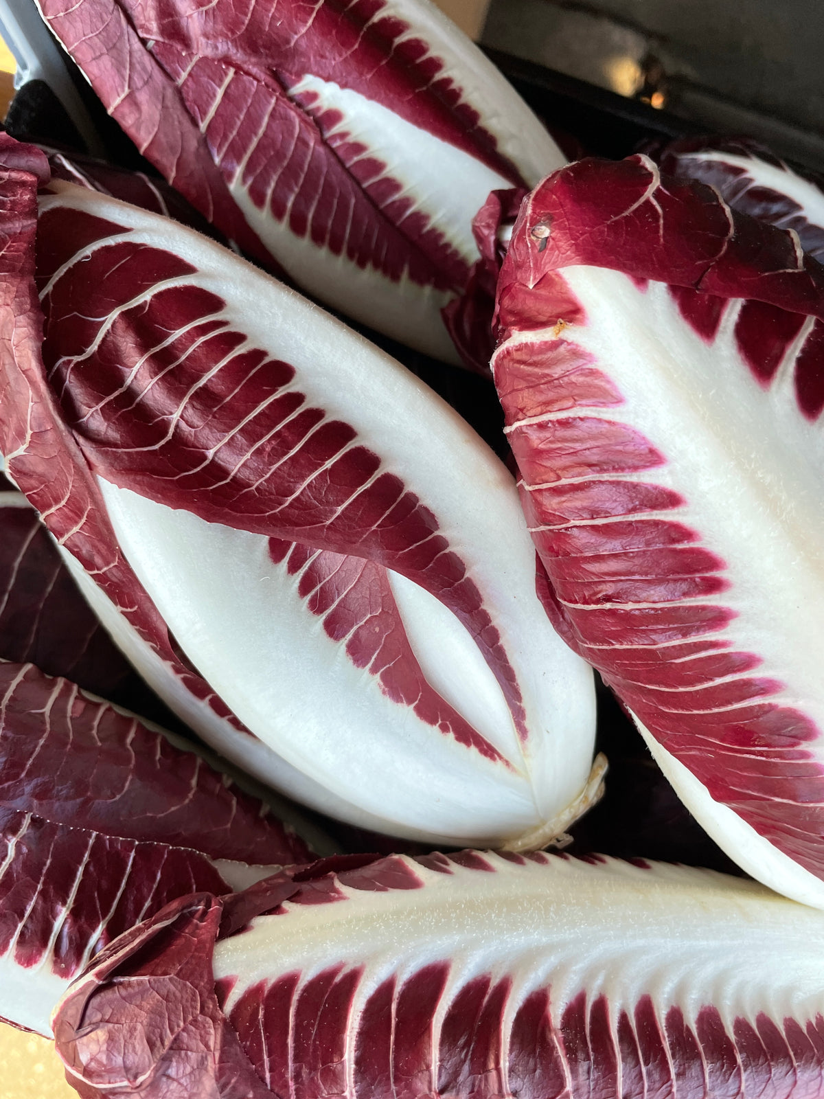 Radicchio Trevisano | The Ealing Grocer